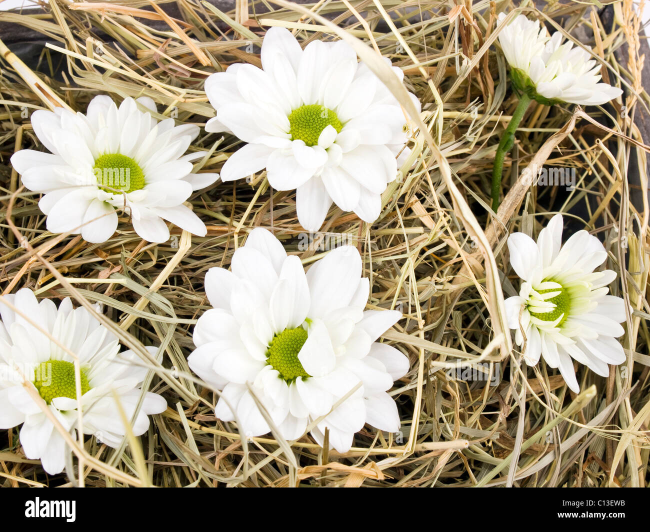 Closeup picture of daisy flowers lying on hay Stock Photo - Alamy