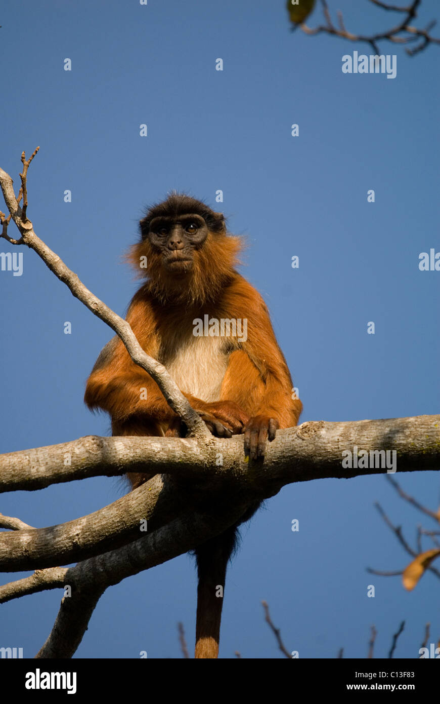 Procolobus not tanzania not zanzibar hi-res stock photography and ...