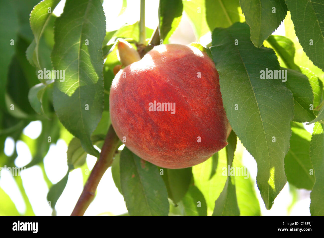 Ripe peach on the tree Stock Photo - Alamy