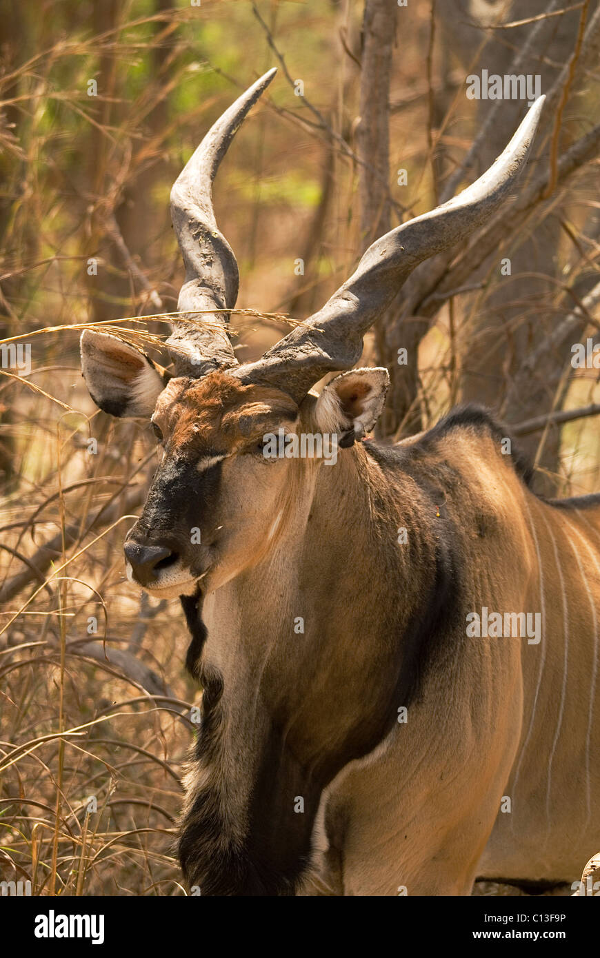 Giant Eland Antelope