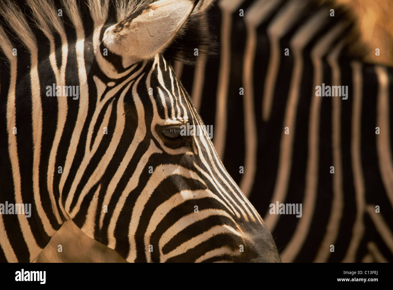 White savannas hi-res stock photography and images - Alamy