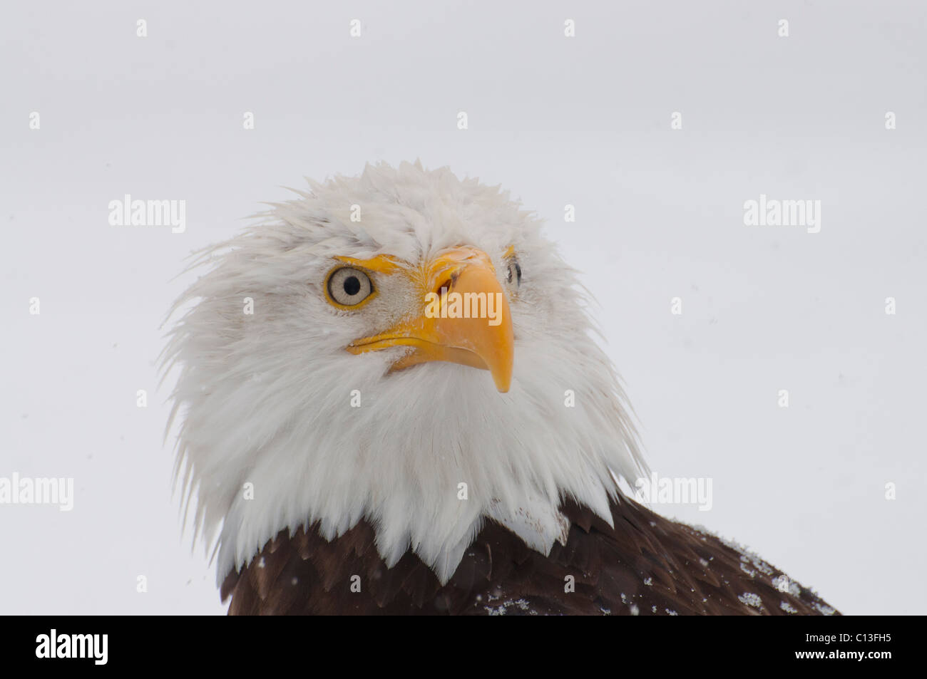 Close-up of a Bald Eagle in a snow storm Stock Photo - Alamy
