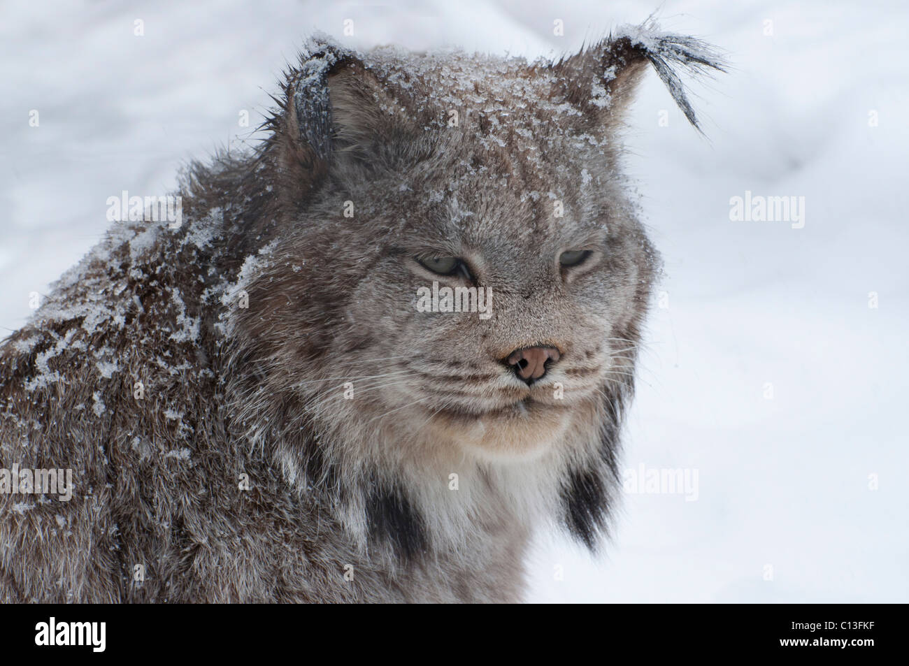Canadian lynx snow hi-res stock photography and images - Alamy