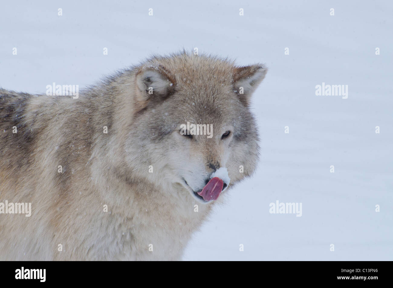 Close-up of a Timber Wolf in a snow storm Stock Photo - Alamy