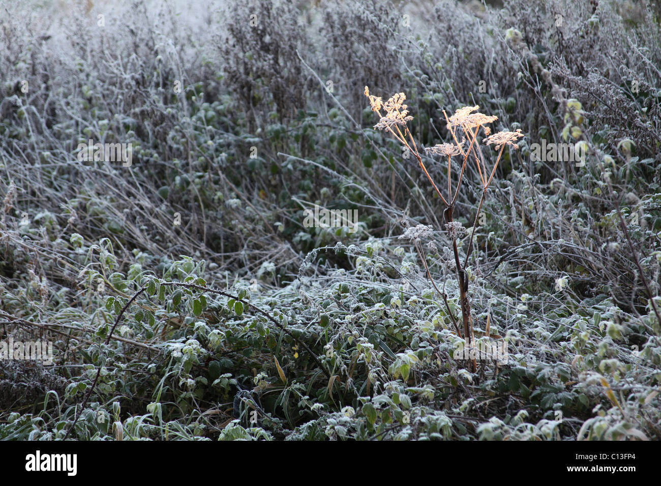 Frosty cow parsley hi-res stock photography and images - Alamy