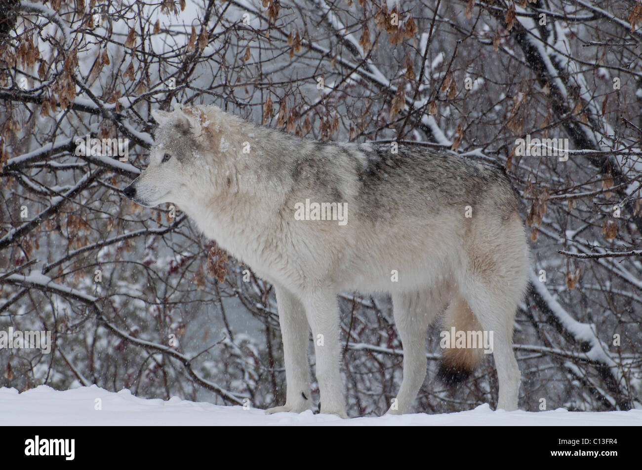 A Timber Wolf standing in a snow storm Stock Photo - Alamy