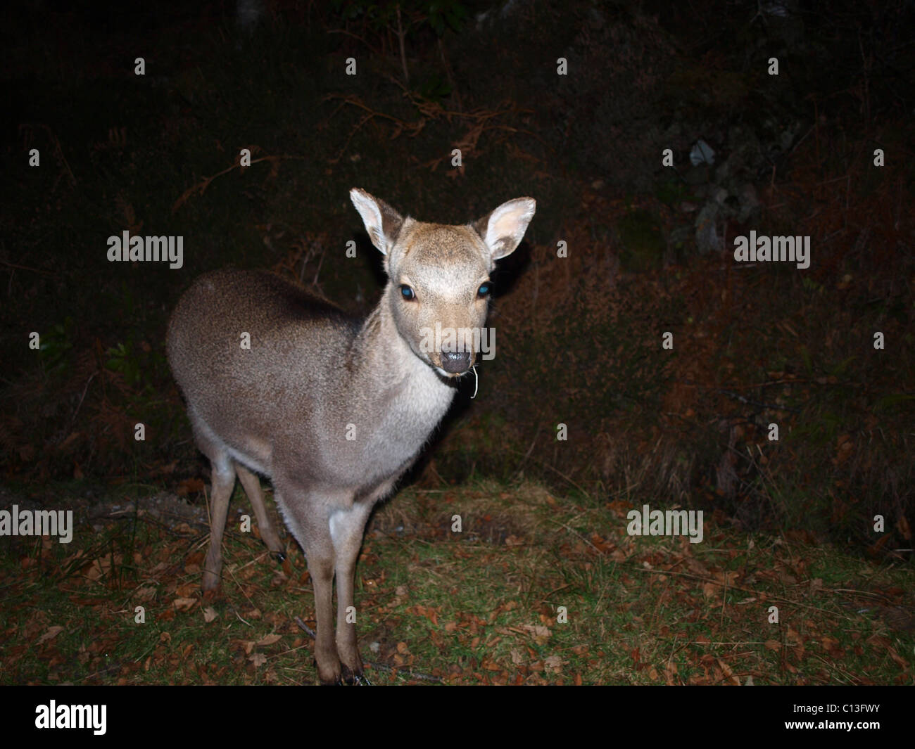 baby dear Stock Photo - Alamy