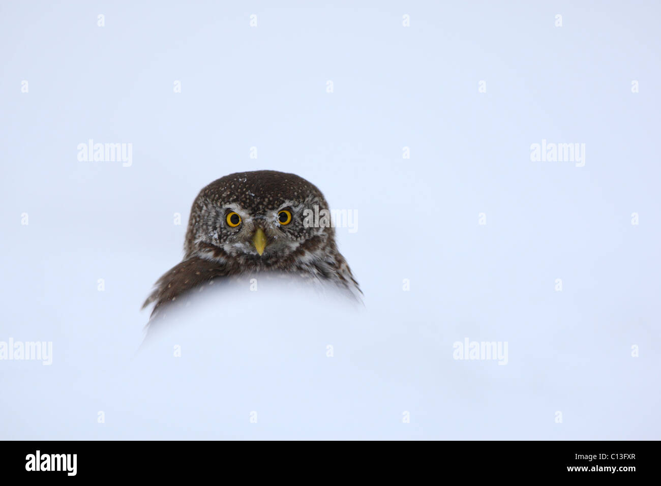 wild Pygmy Owl (Glaucidium passerinum) in snow Stock Photo - Alamy