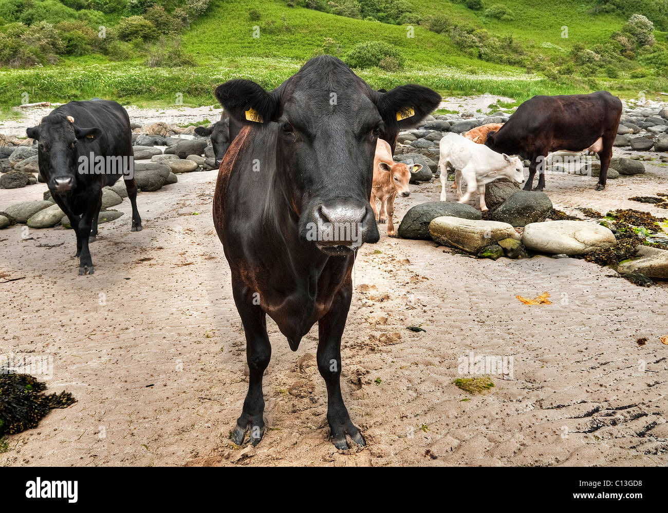 Cows beach scotland hi-res stock photography and images - Alamy