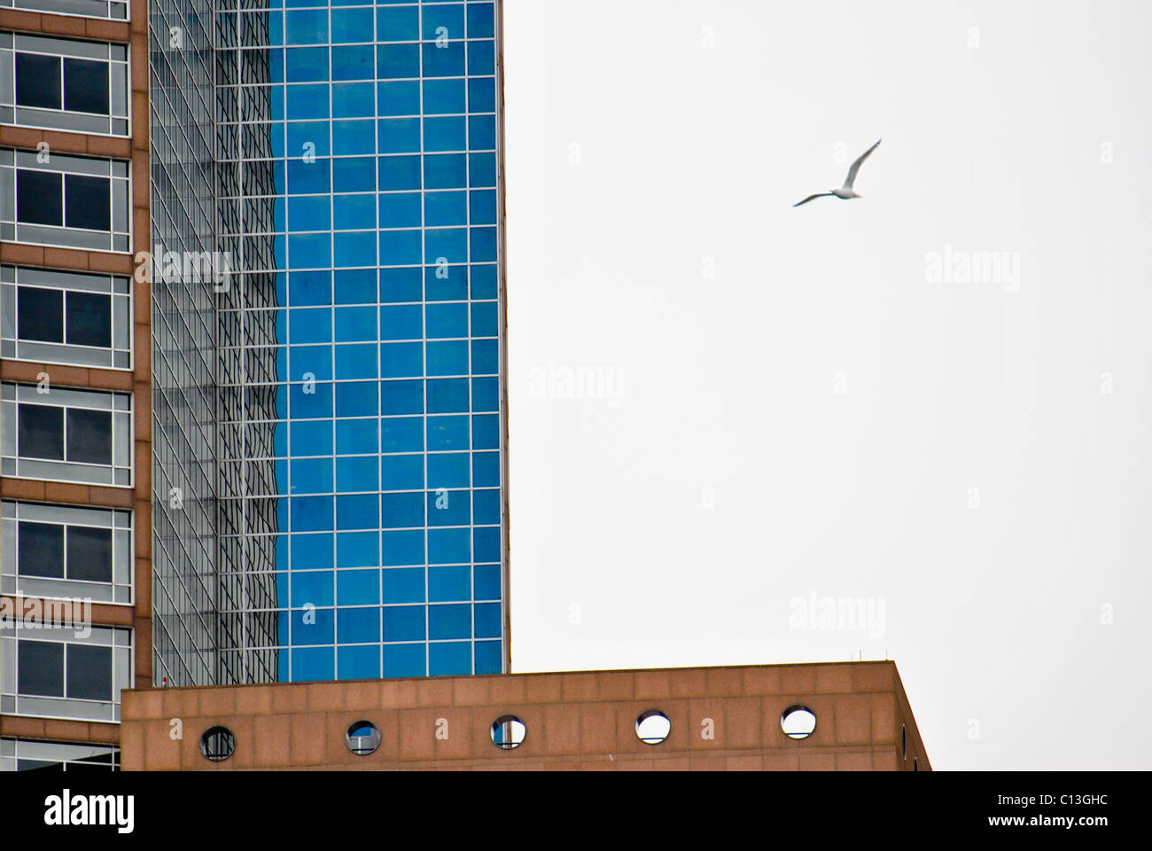 Bird flying over the buildings Downtown Boston Stock Photo - Alamy