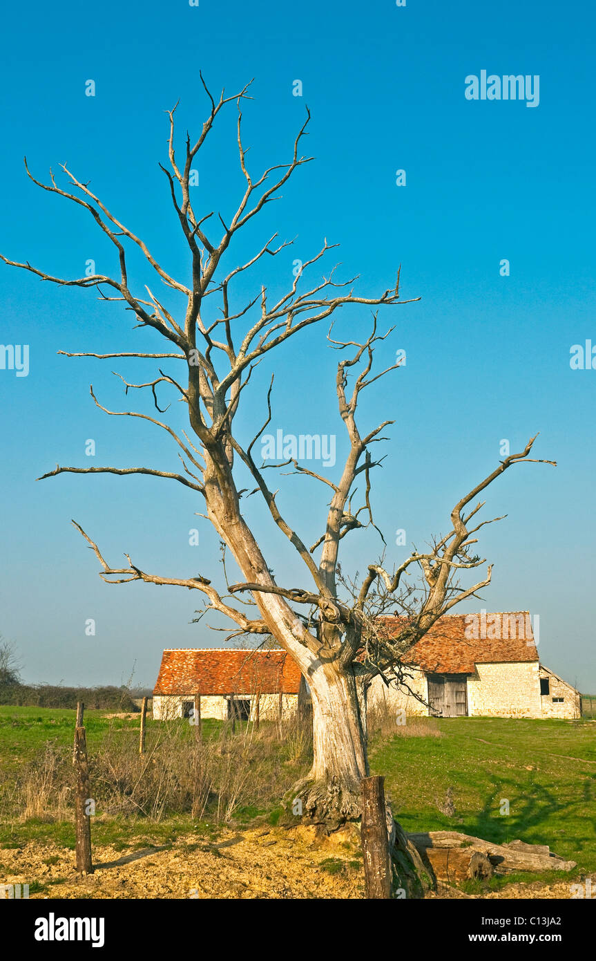 Chestnut Blight High Resolution Stock Photography and Images - Alamy