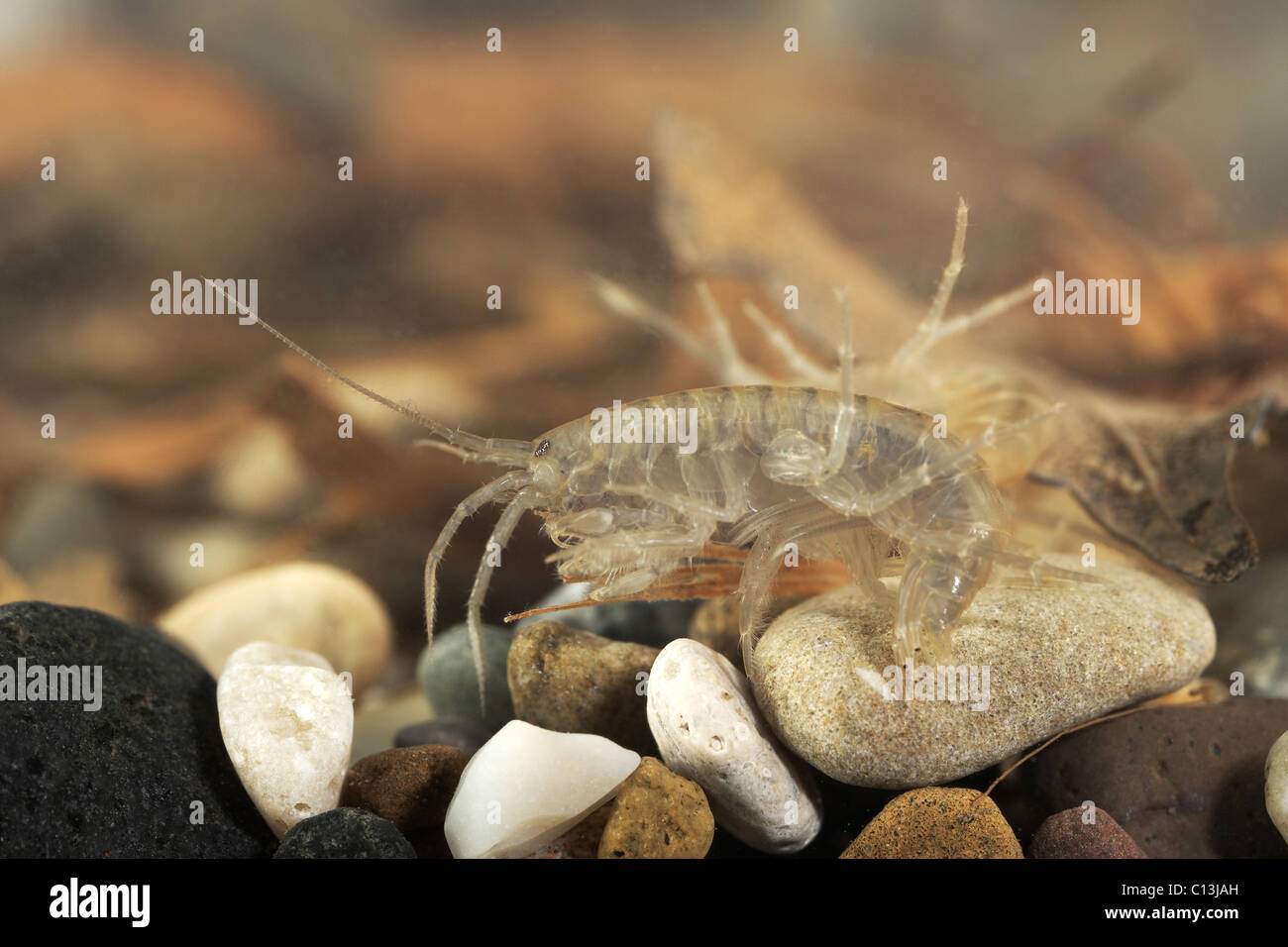 Freshwater shrimp hi-res stock photography and images - Alamy