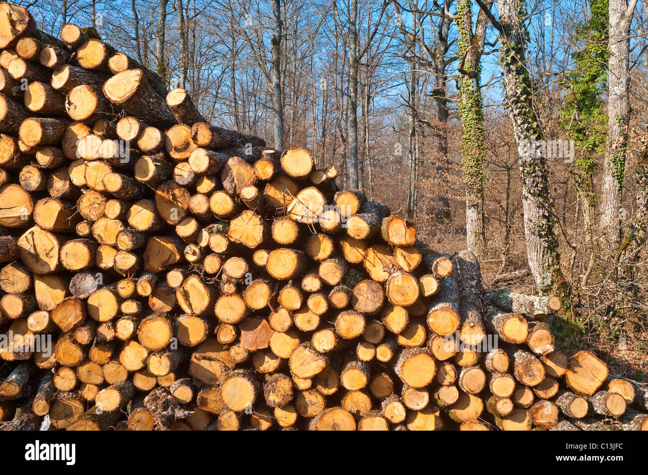 Stack of sawn Oak logs for domestic fuel - France Stock Photo - Alamy