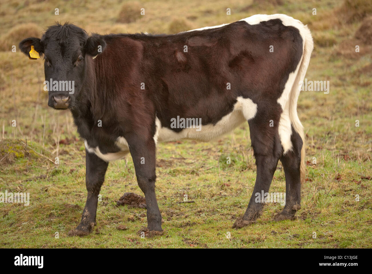 Forward facing cow hi-res stock photography and images - Alamy