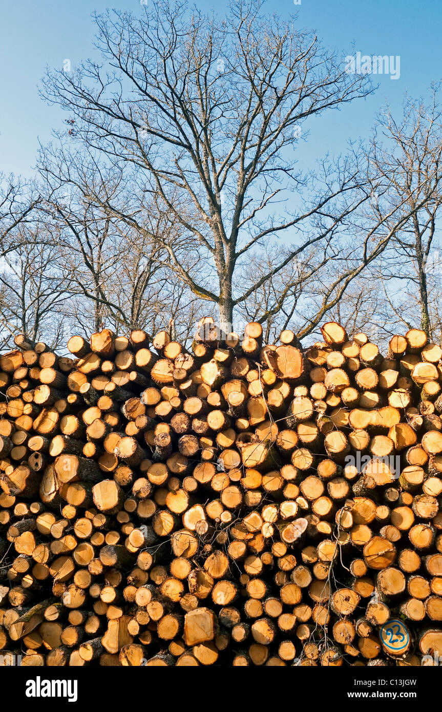 Stack of sawn Oak logs for domestic fuel - France Stock Photo - Alamy