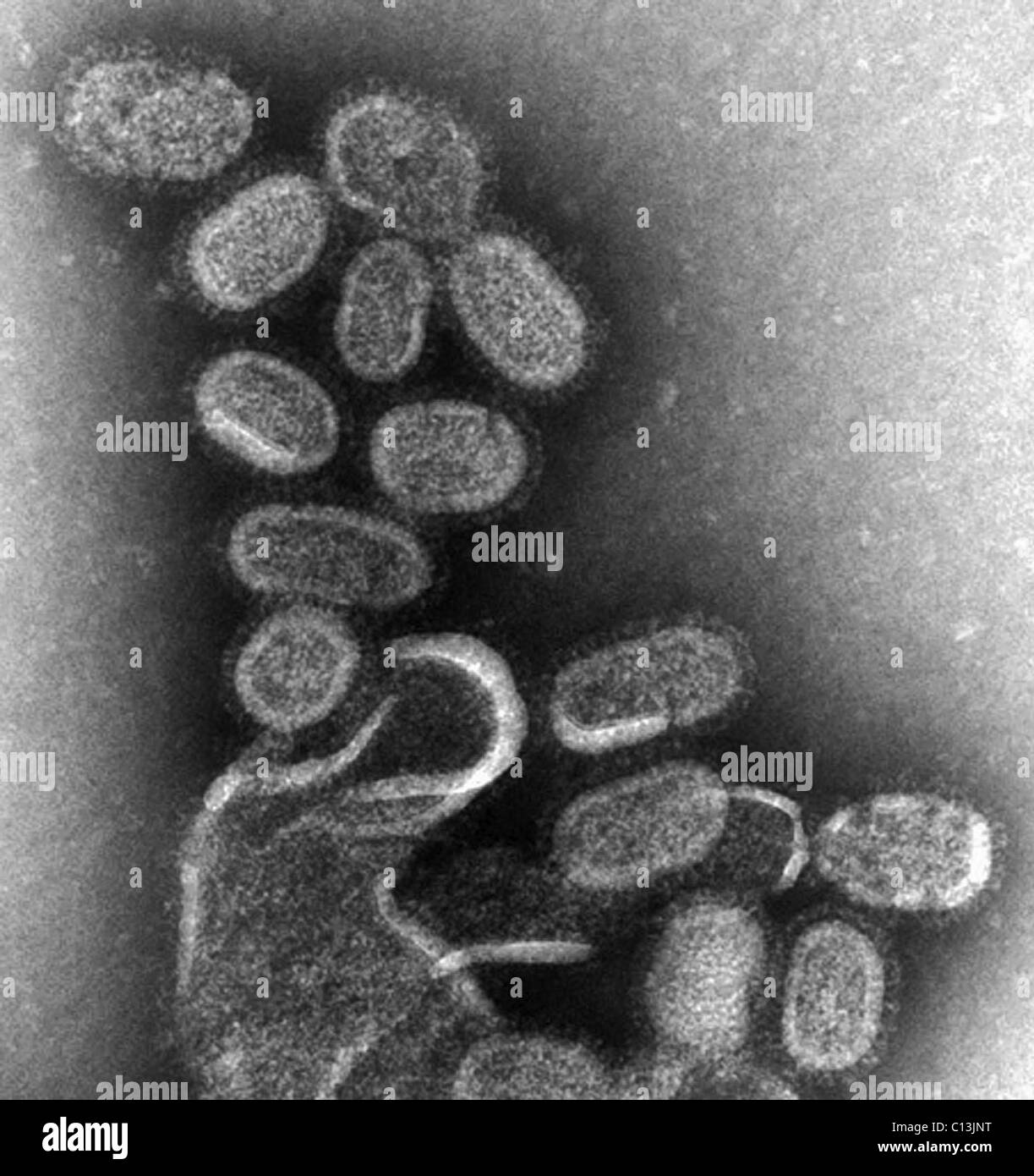 Influenza viruses Black and White Stock Photos & Images - Alamy