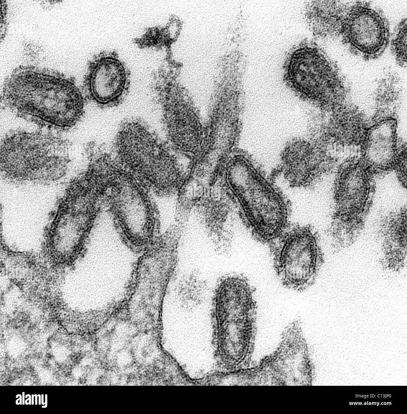 Pathogens Black and White Stock Photos & Images - Alamy