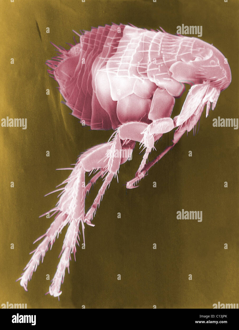 Scanning Electron Micrograph of a Flea. Fleas carry diseases including ...