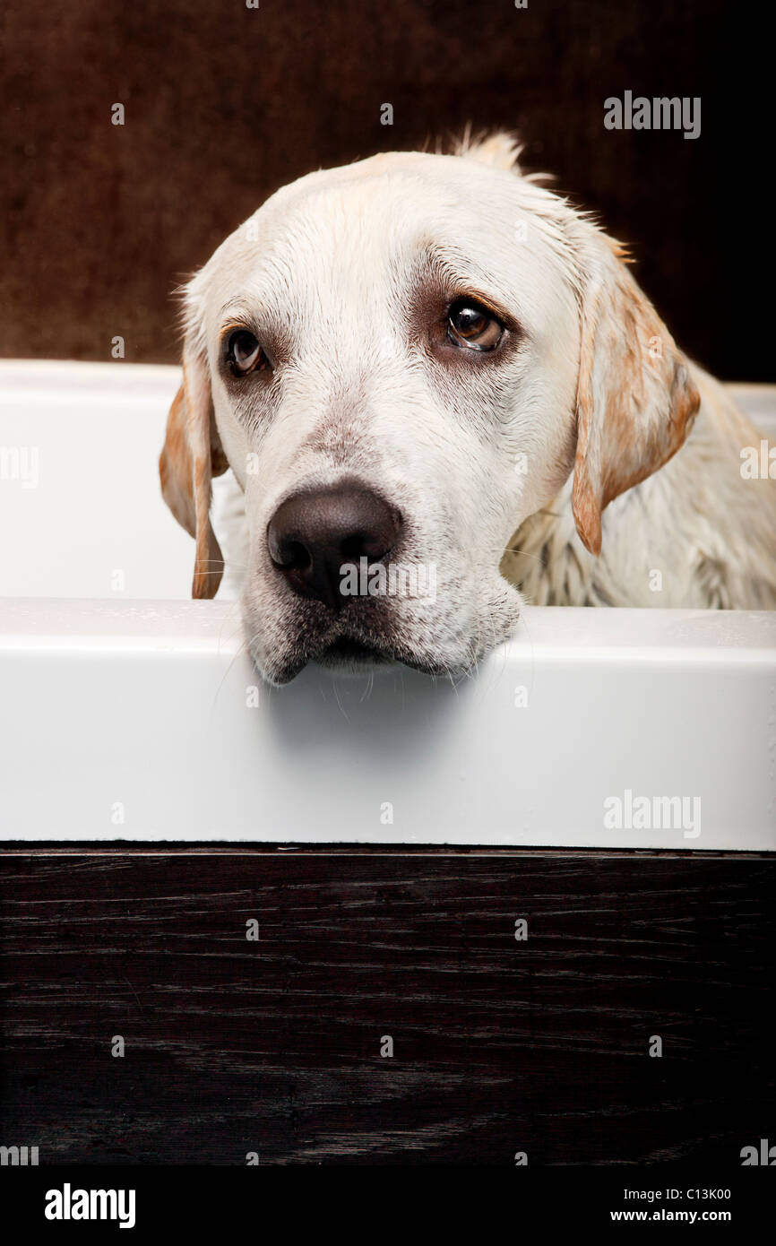 Sad pup hi-res stock photography and images - Alamy