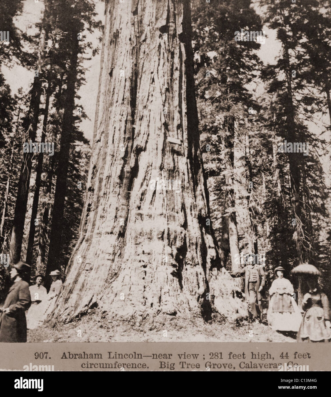 California mammoth tree historical hi-res stock photography and images ...