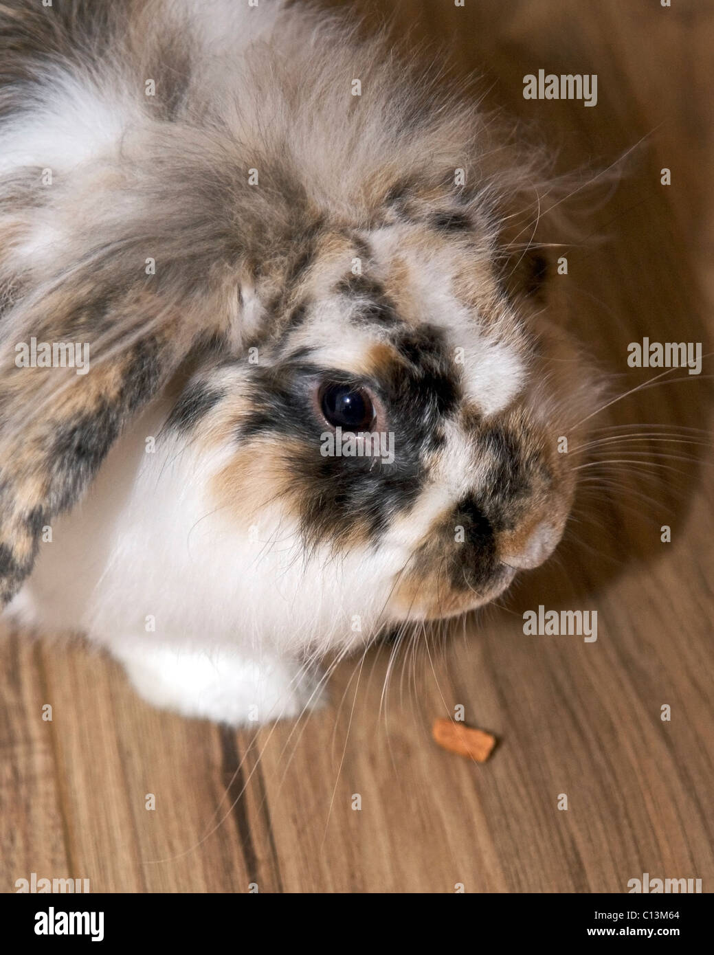 lion head lop eared rabbit Stock Photo - Alamy
