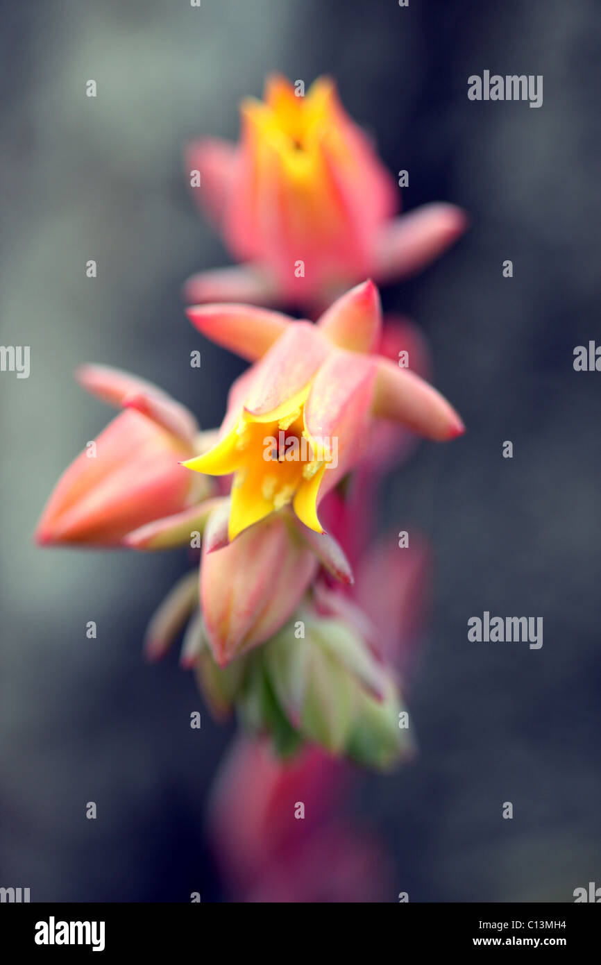 everia runyoni habitus inflorescences Stock Photo - Alamy