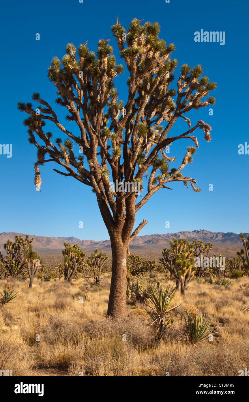USA, California, Mojave Desert, Joshua Tree Stock Photo - Alamy