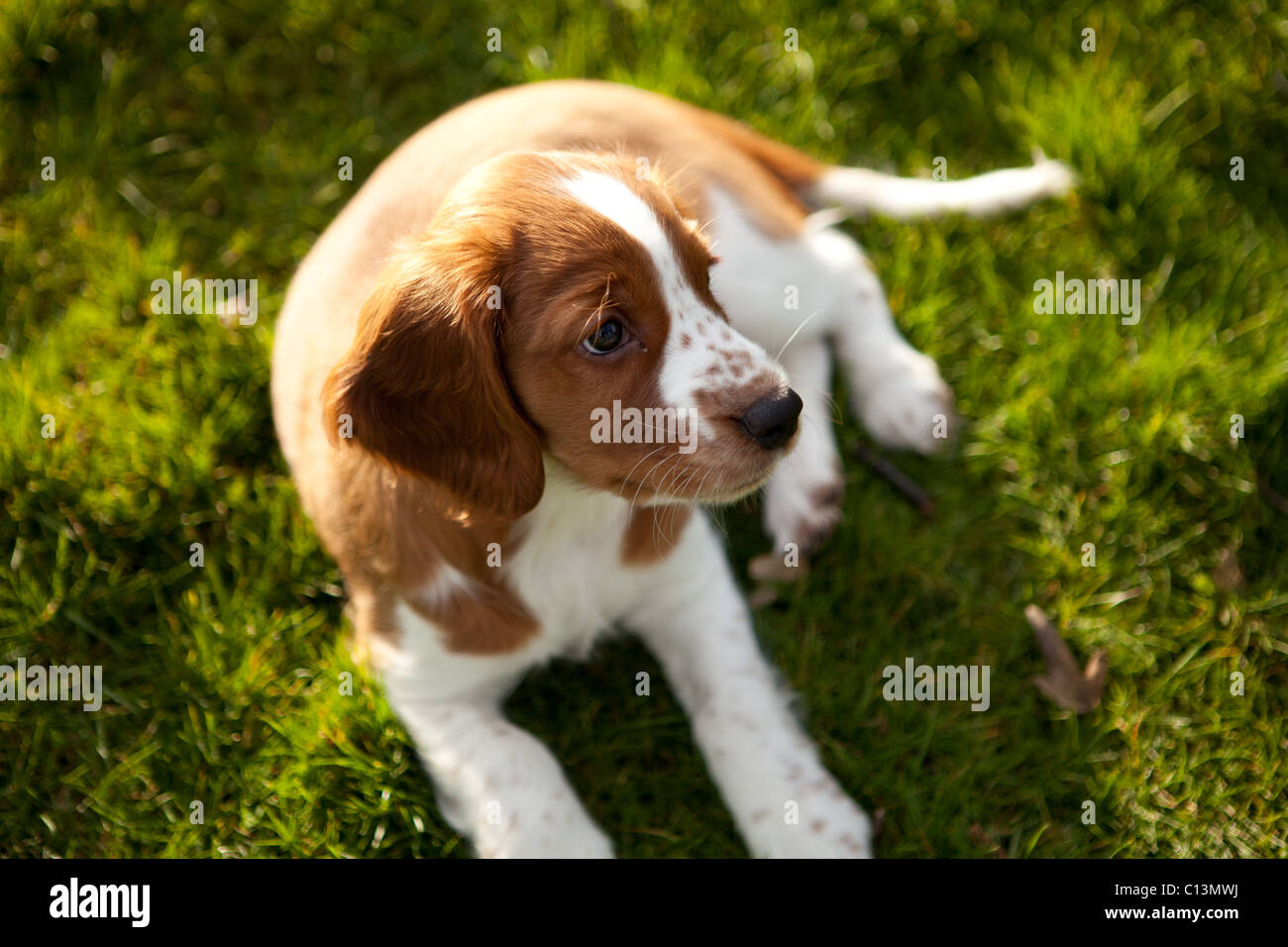 cute Welsh Springer Spaniel puppy Stock Photo - Alamy