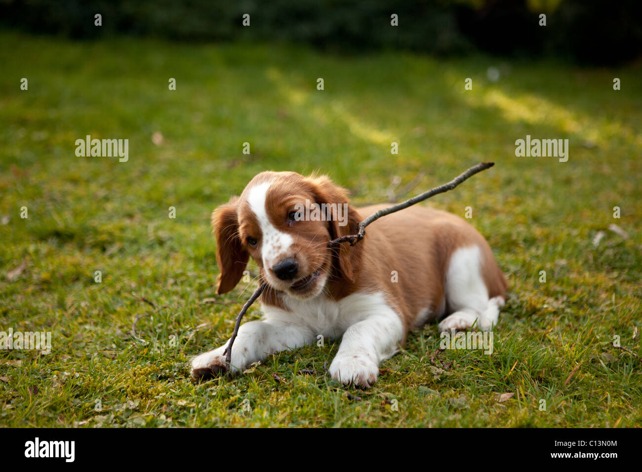 cute Welsh Springer Spaniel puppy's chewing a branch Stock Photo - Alamy