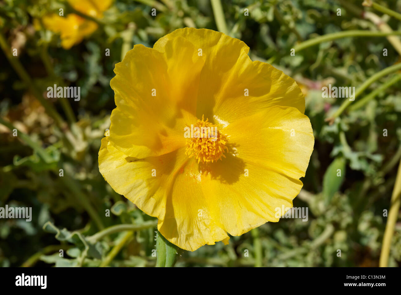 Yellow horned Poppy, Glaucium Flavium , Syros Greece Stock Photo - Alamy