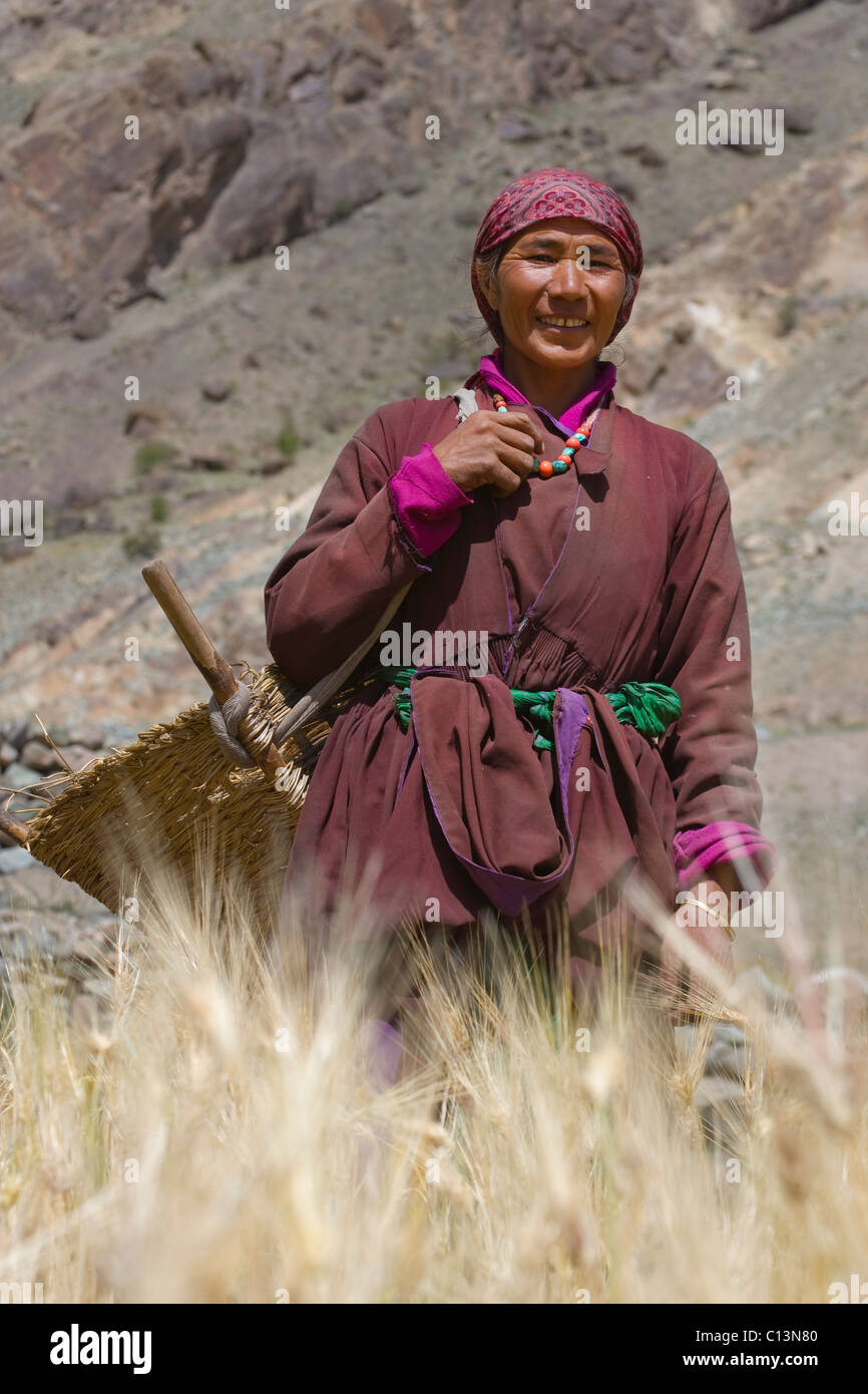 Ladakh woman in barley field, Leh, Ladakh, India Stock Photo - Alamy