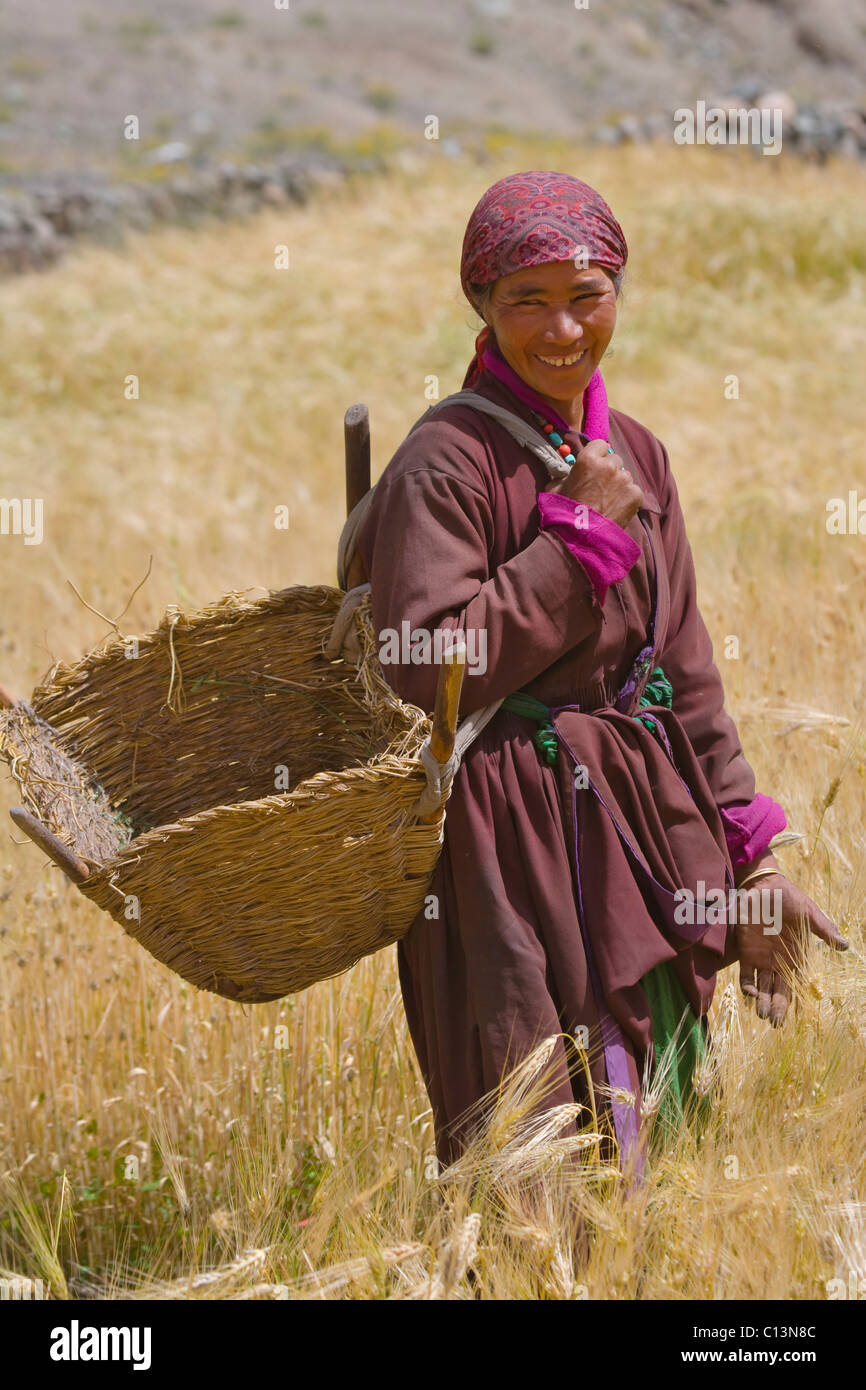 Ladakh woman in barley field, Leh, Ladakh, India Stock Photo - Alamy