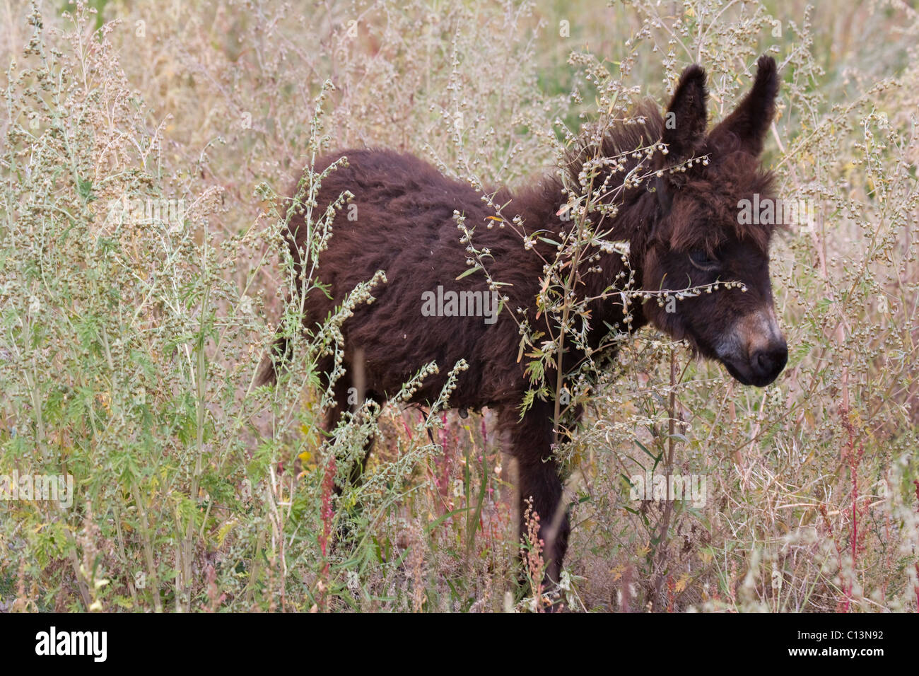 Indian donkey hi-res stock photography and images - Alamy