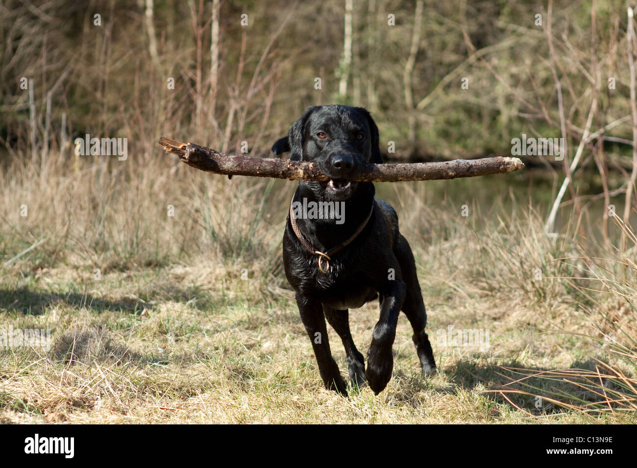 Dog with big stick hi-res stock photography and images - Alamy