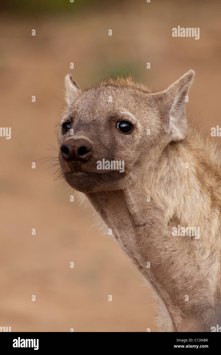 Spotted Hyena (Crocuta crocuta) portrait Stock Photo - Alamy