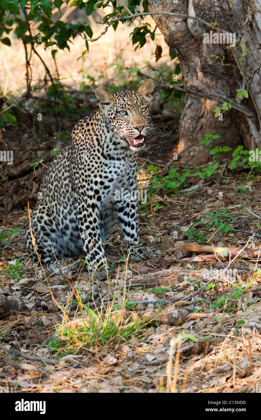 African leopard panthera pardus pardus hi-res stock photography and ...
