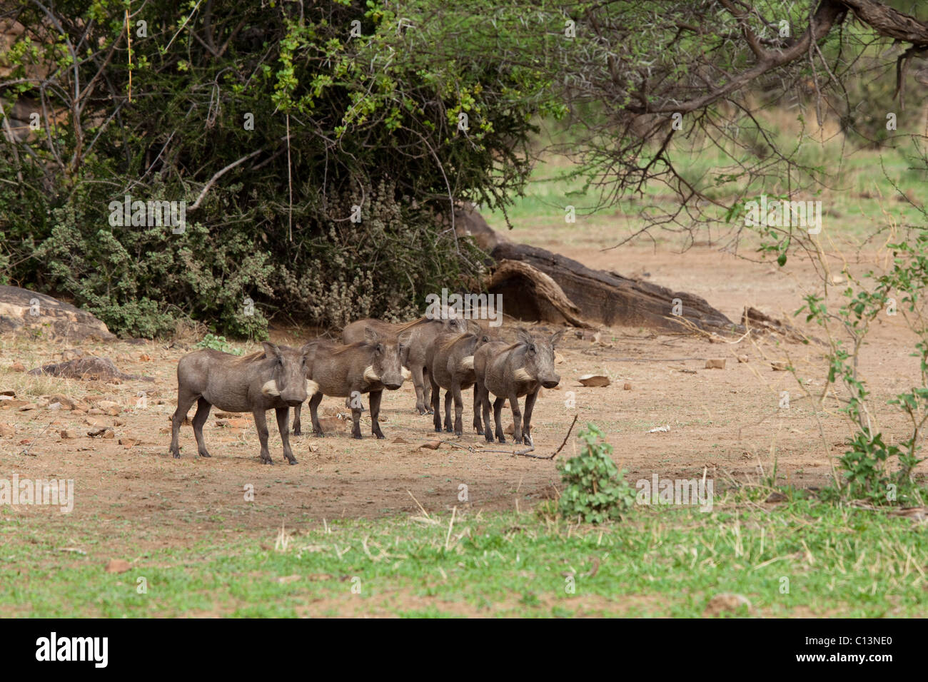 Warthog (Phacochoerus Africanus). Mashatu Game Reserve. Tuli block ...