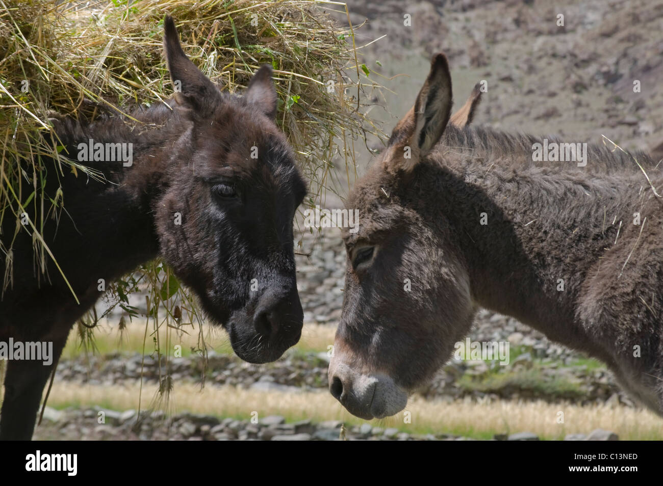 Indian donkey hi-res stock photography and images - Alamy