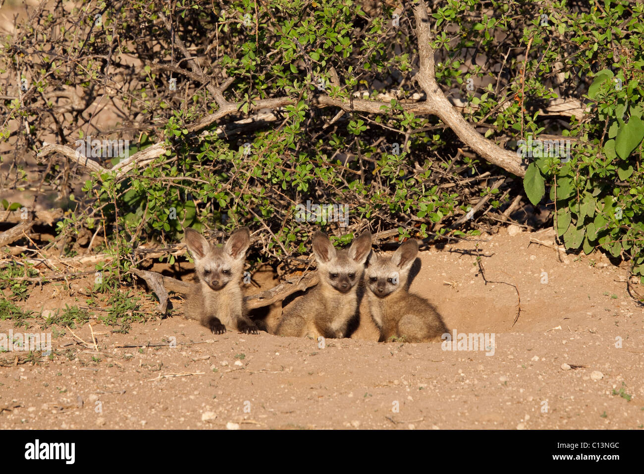 Bat-eared Fox (Otocyon Megalotis). Pups at a den. Mashatu Game Reserve ...