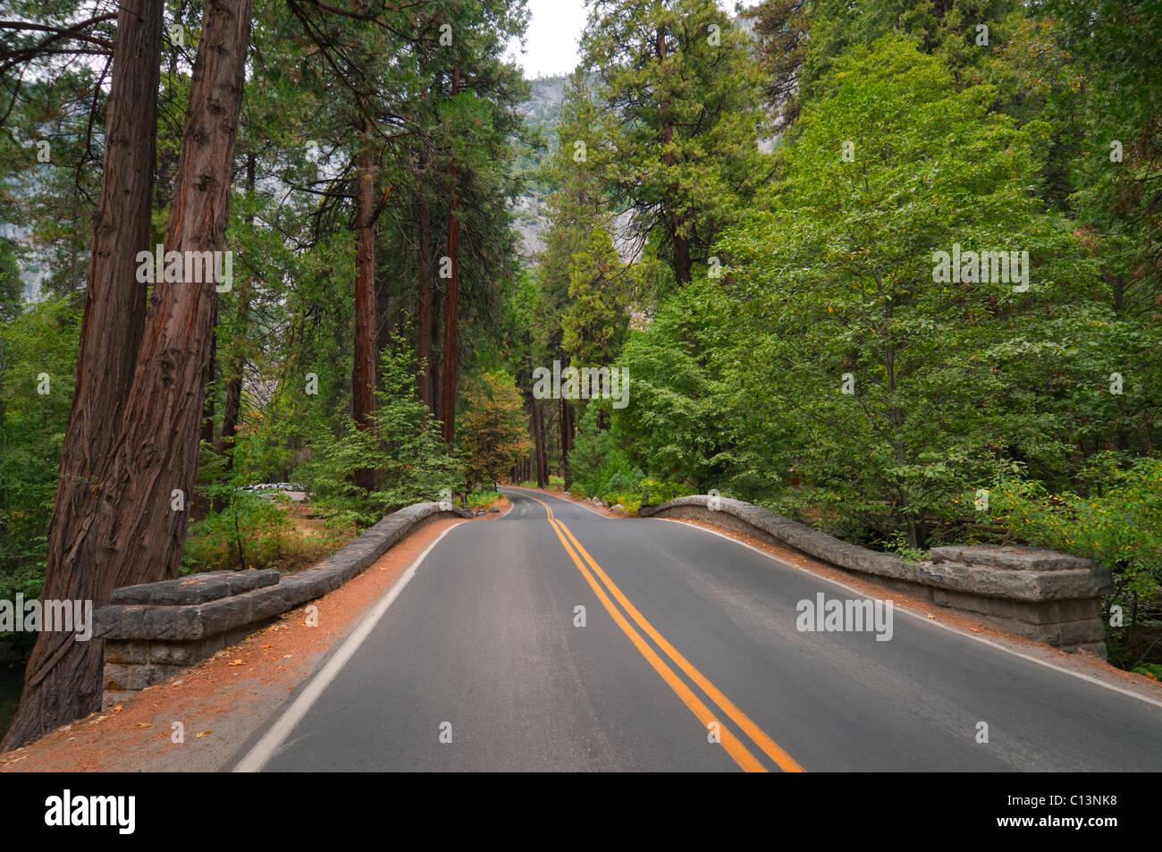 Tree marking in forest hi-res stock photography and images - Alamy
