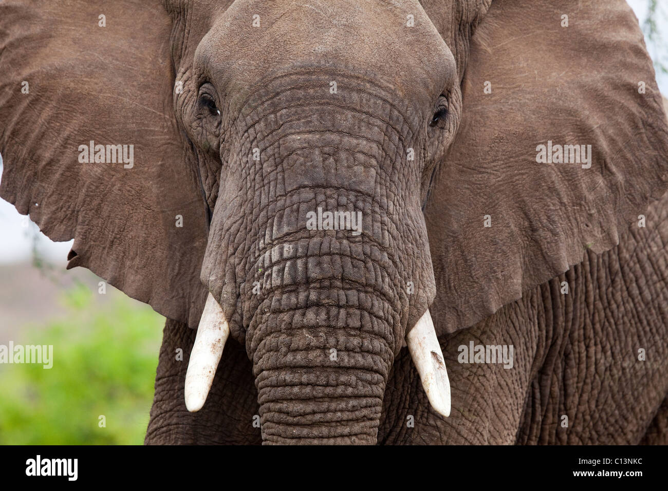 Botswana Elephant Tuli Block High Resolution Stock Photography and ...