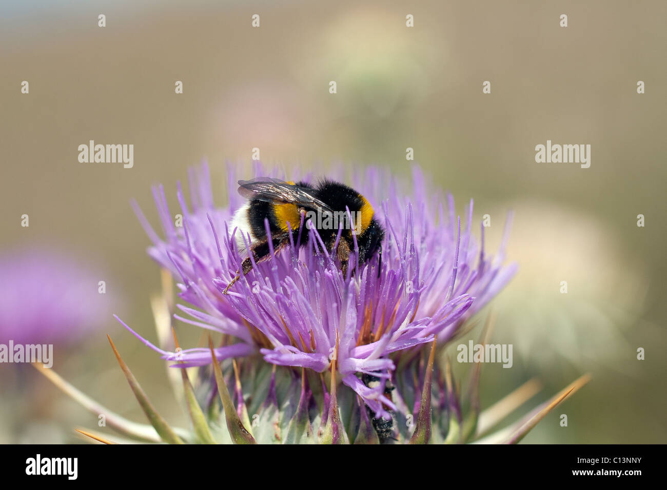 Thistle and bee hi-res stock photography and images - Alamy
