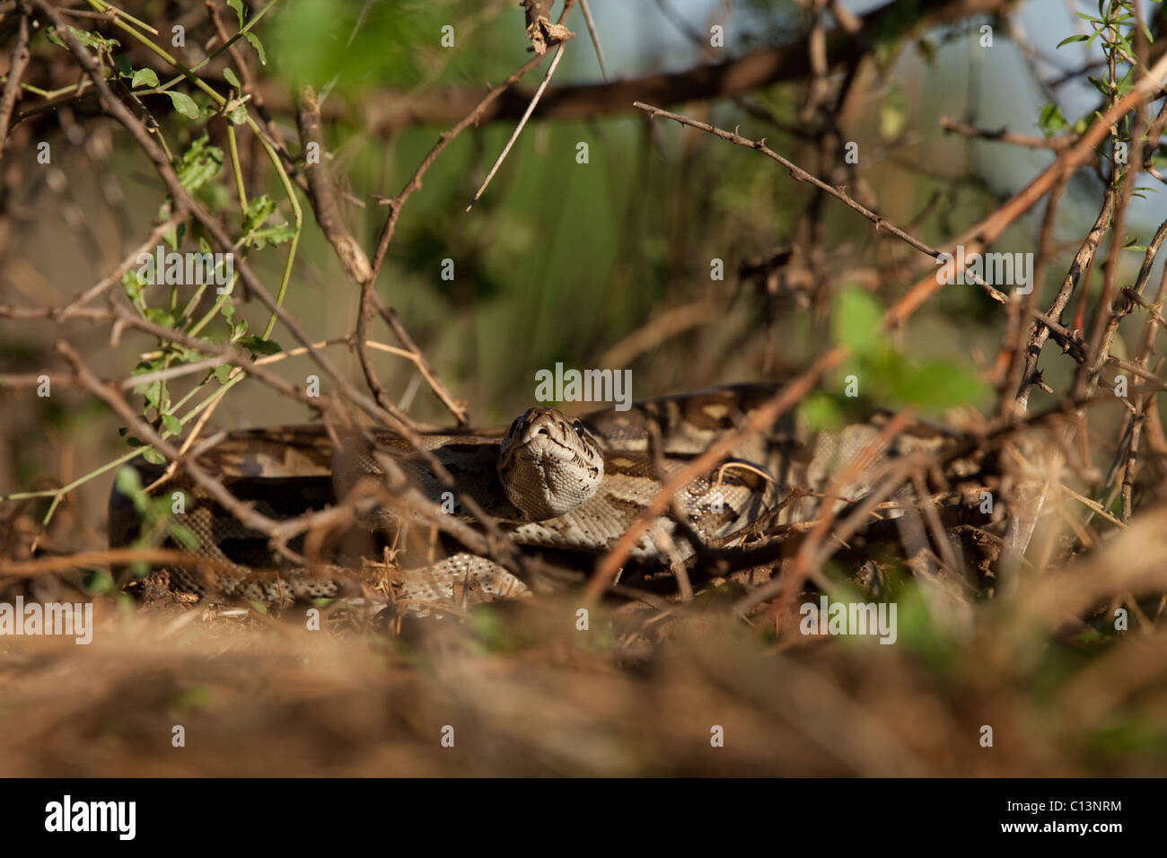 African rock python hi-res stock photography and images - Alamy
