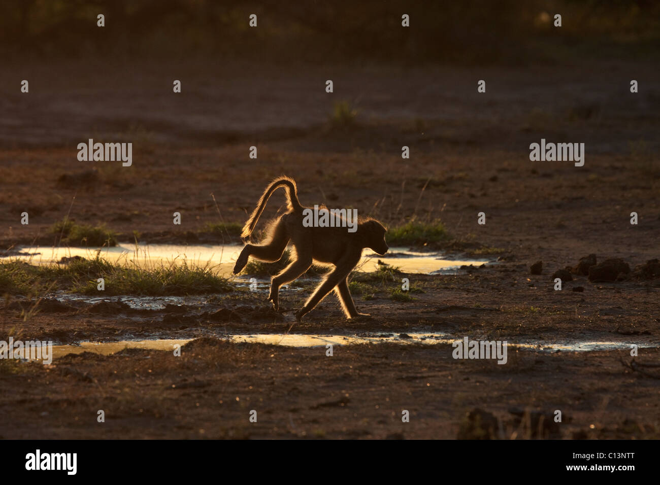 Baboon running hi-res stock photography and images - Alamy