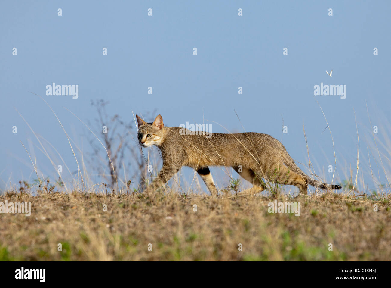 Felis lybica lybica hi-res stock photography and images - Alamy