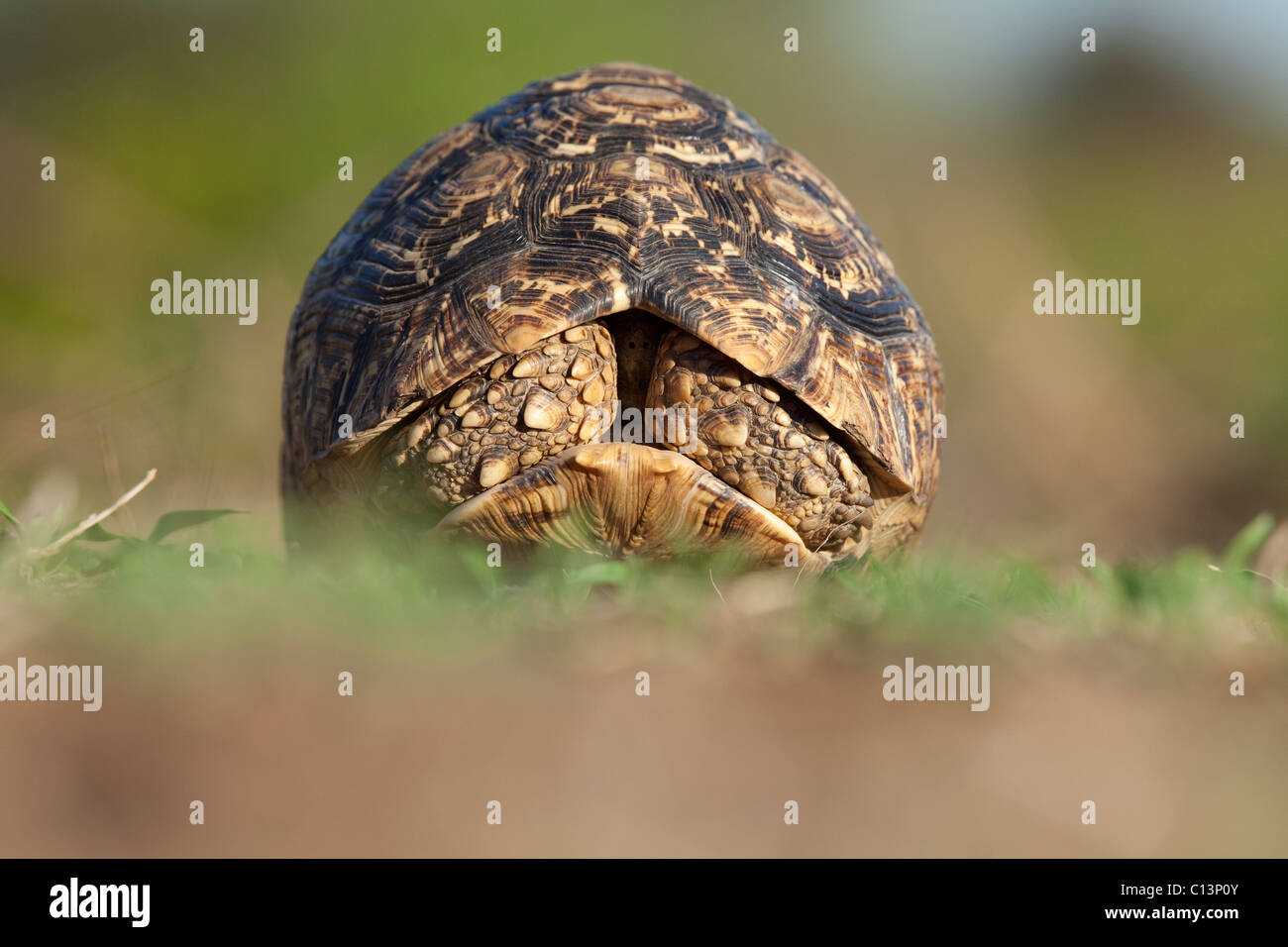 Leopard Tortoise (Stigmochelys Pardalis). With retracted front legs ...