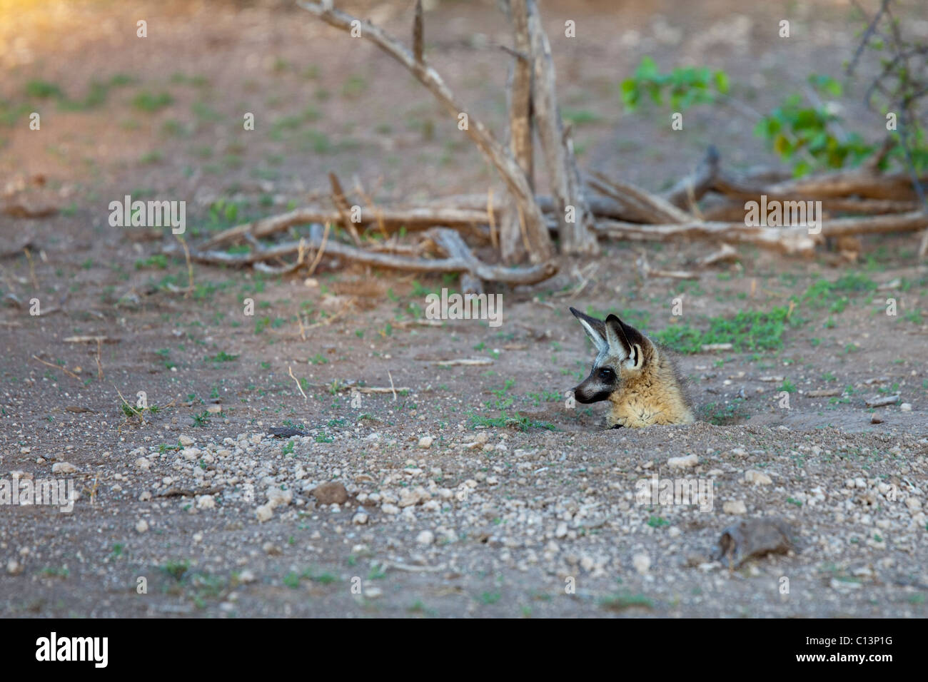 Bat eared fox peeking hi-res stock photography and images - Alamy