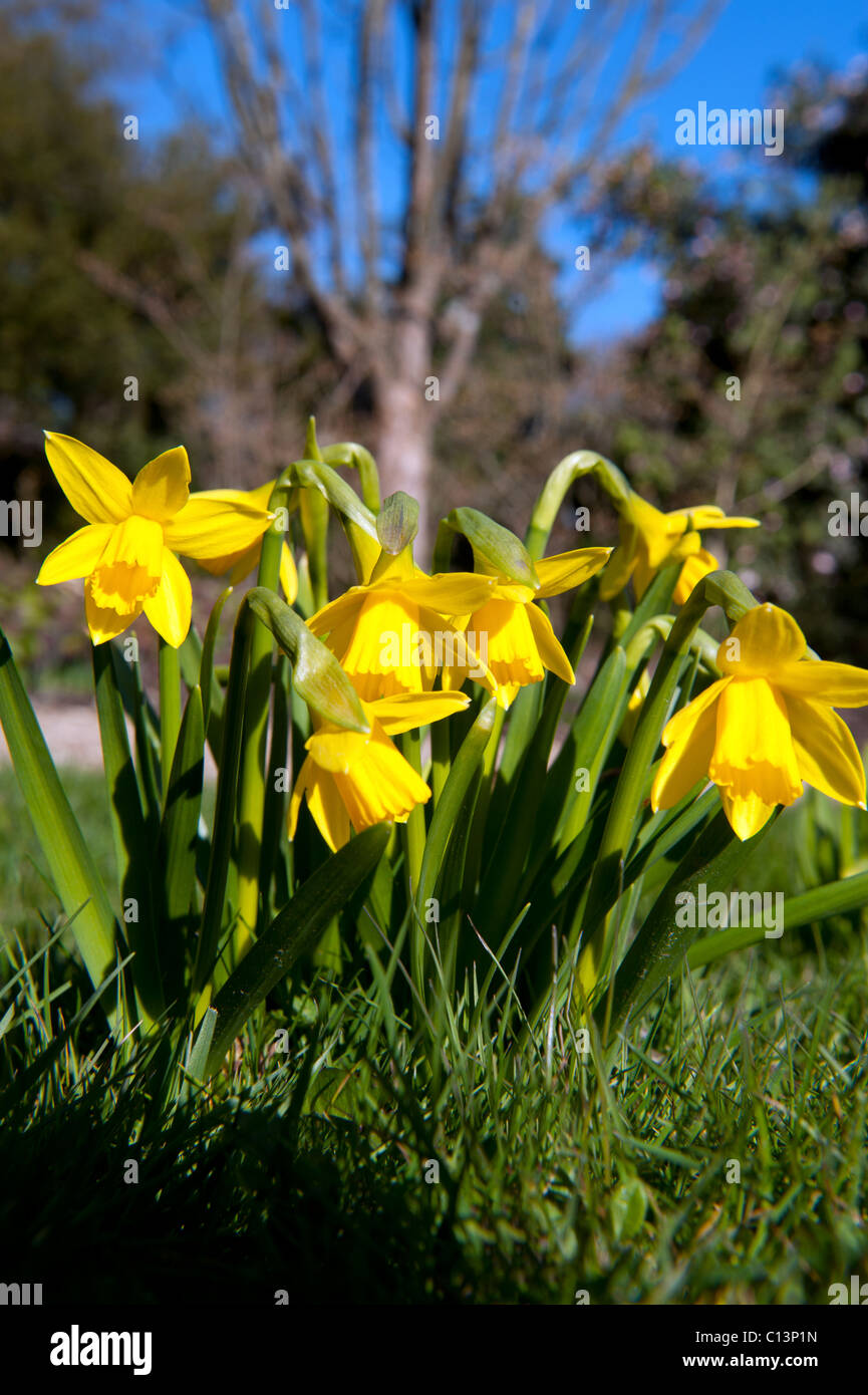 Spring daffodils growing in English country garden Stock Photo - Alamy