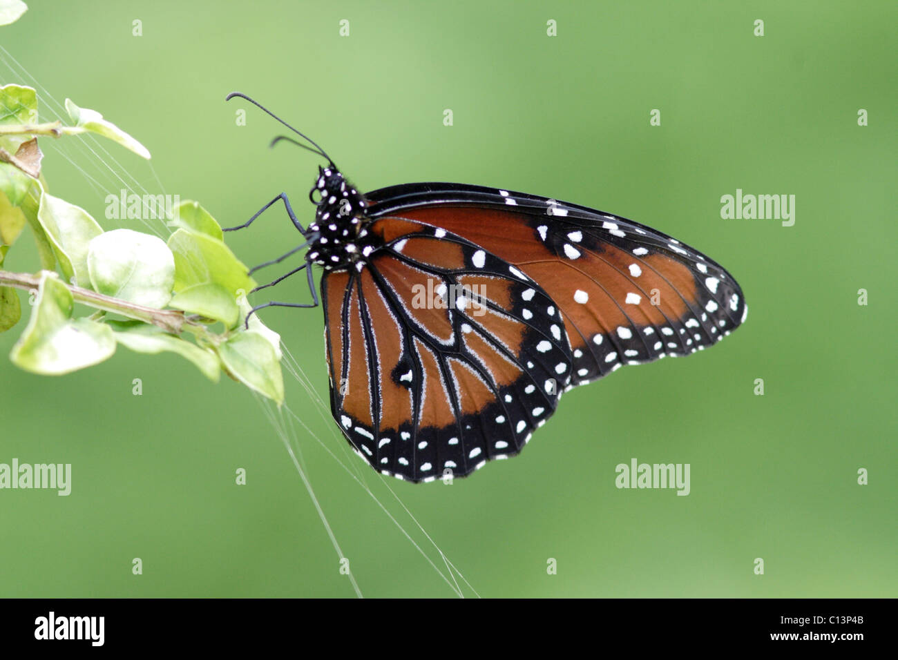 Queen Butterfly Danaus gilippus Stock Photo - Alamy