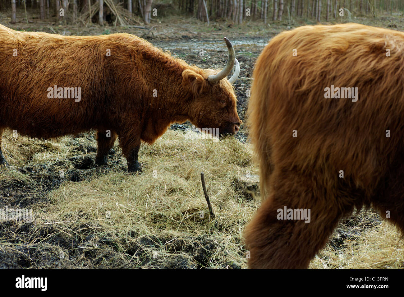 Woolly cattle hi-res stock photography and images - Alamy